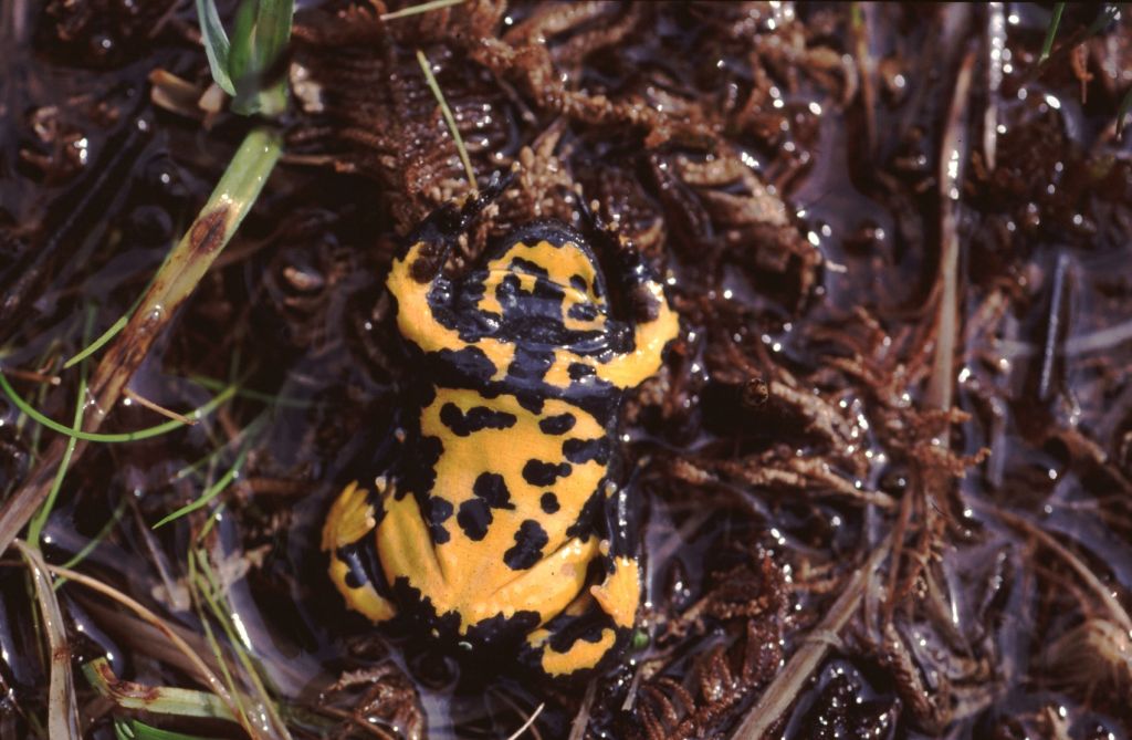 Yellow-bellied toad - Bombina variegata - (Linnaeus, 1758)