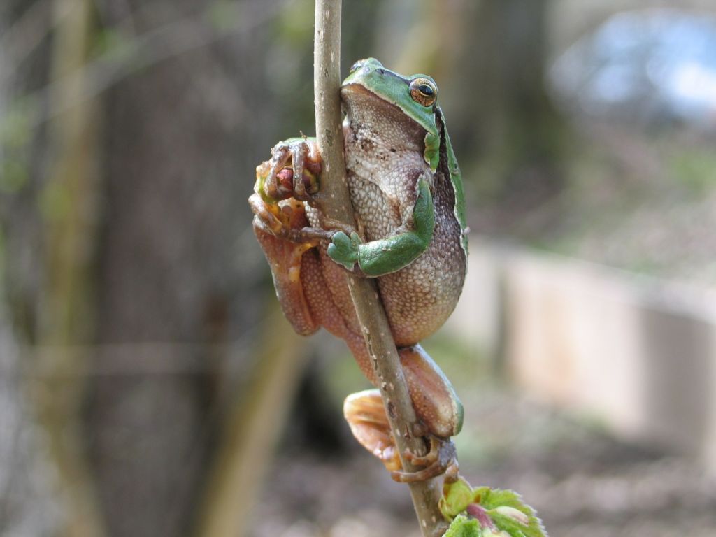 European tree frog - Hyla arborea - (Linnaeus, 1758)