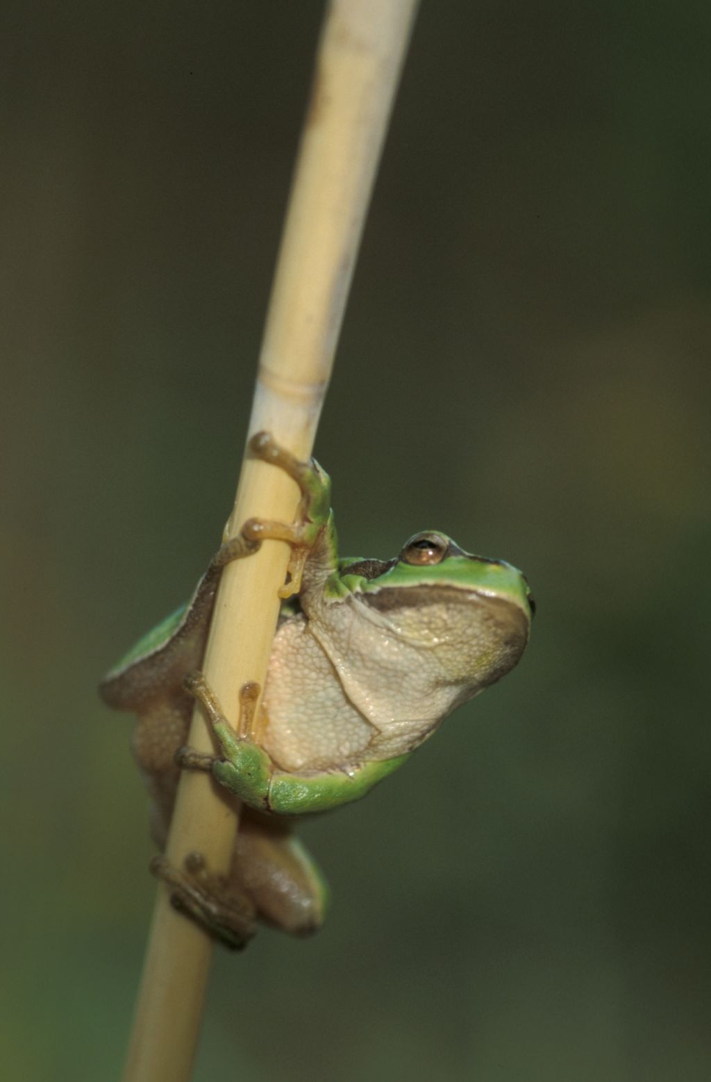 European tree frog - Hyla arborea - (Linnaeus, 1758)