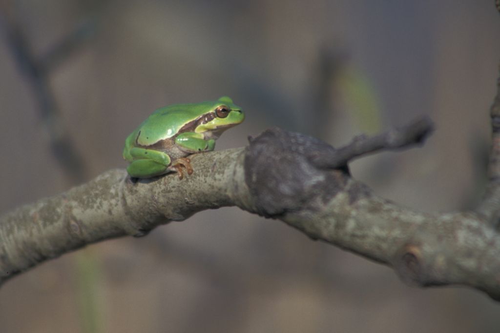European tree frog - Hyla arborea - (Linnaeus, 1758)