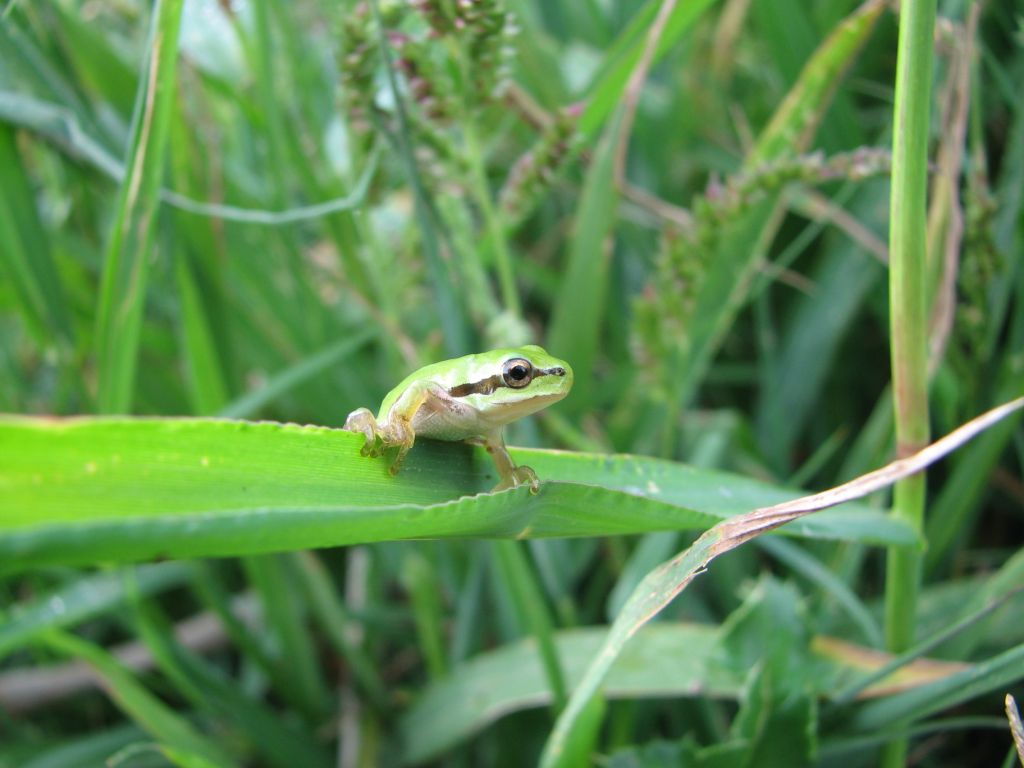 European tree frog - Hyla arborea - (Linnaeus, 1758)