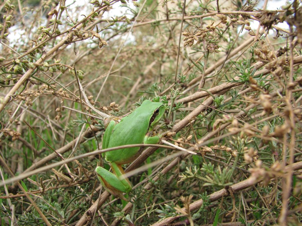 European tree frog - Hyla arborea - (Linnaeus, 1758)