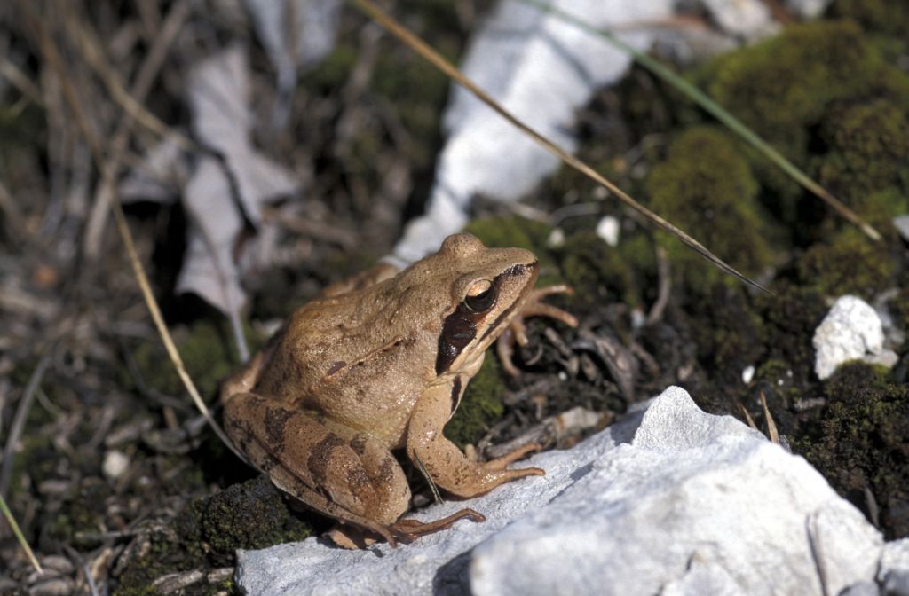 Agile frog - Rana dalmatina - Bonaparte, 1840