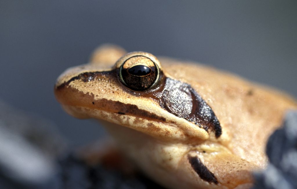 Agile frog - Rana dalmatina - Bonaparte, 1840