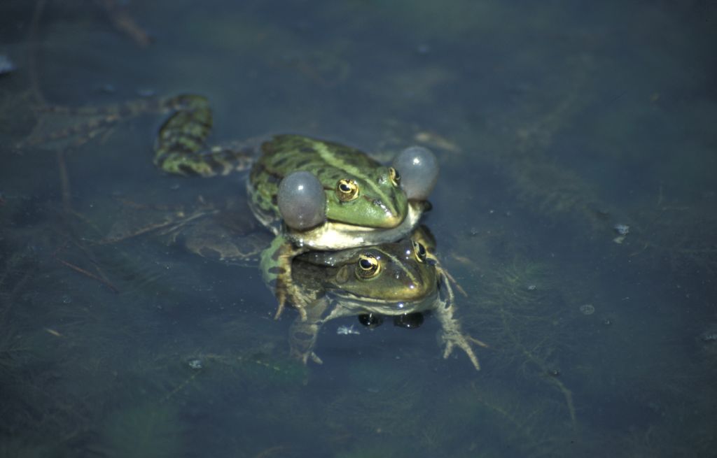 Lake frog - Rana ridibunda - Pallas, 1771