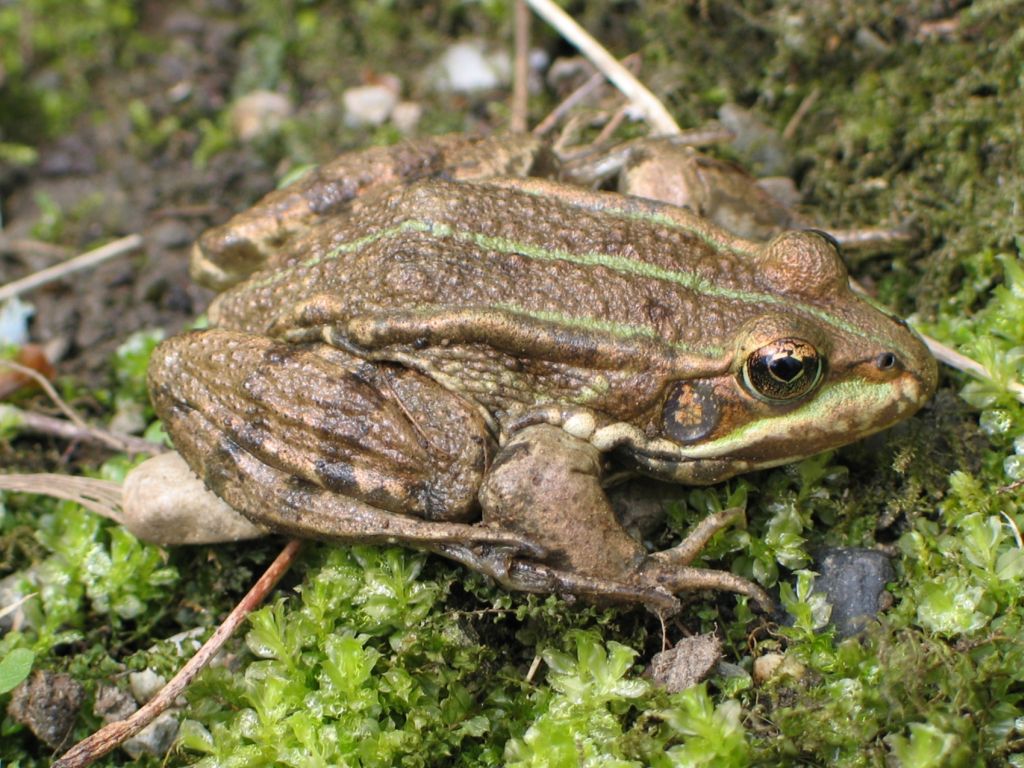 Lake frog - Rana ridibunda - Pallas, 1771
