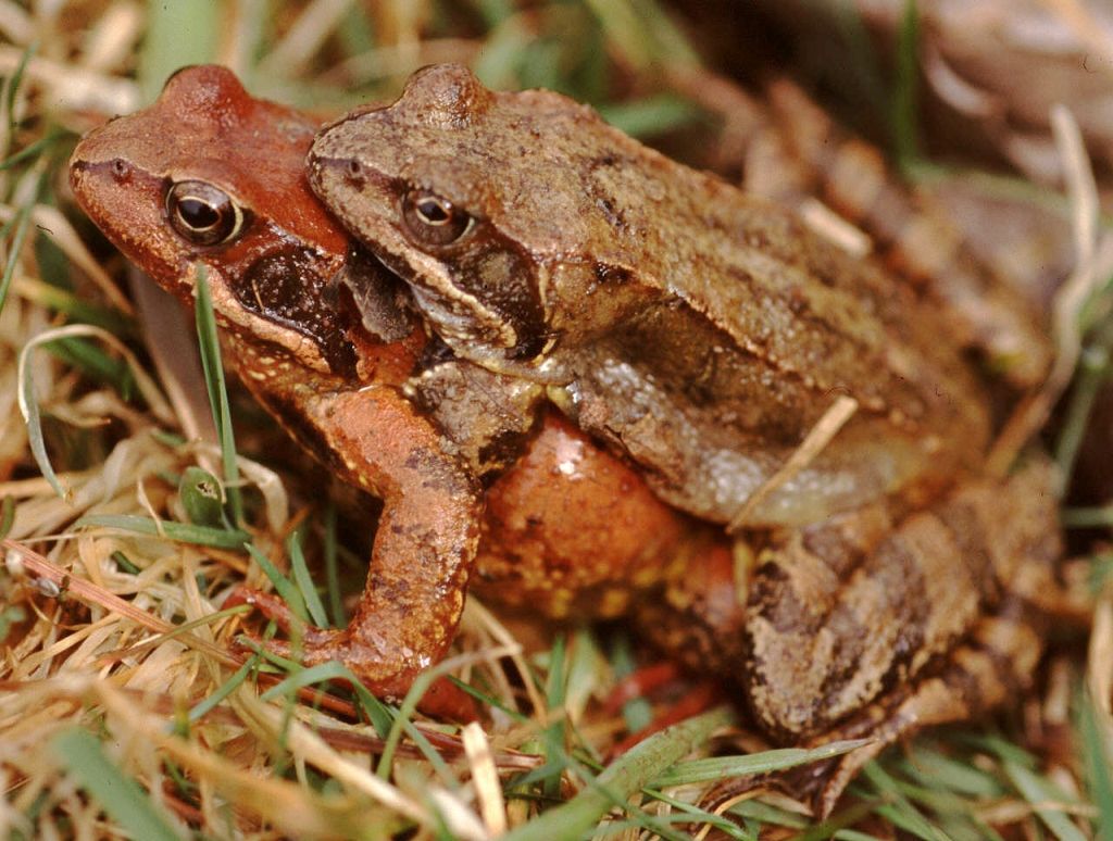 Common frog - Rana temporaria - Linnaeus, 1758