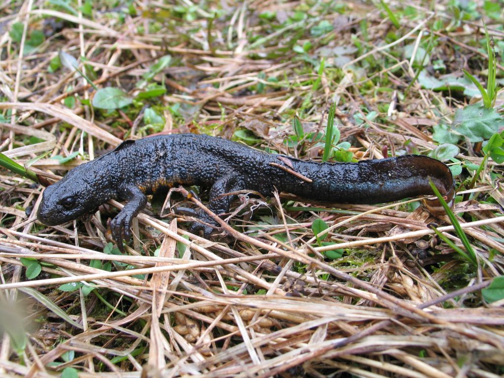 Triturus carnifex - (Laurenti, 1768)