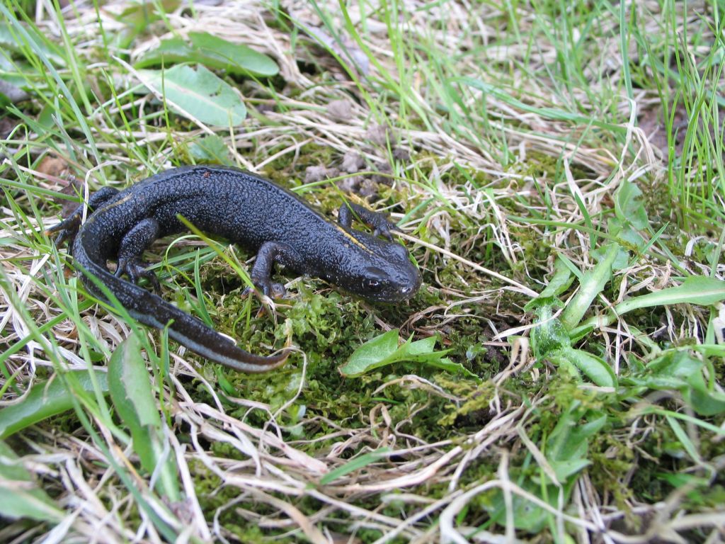 Triturus carnifex - (Laurenti, 1768)
