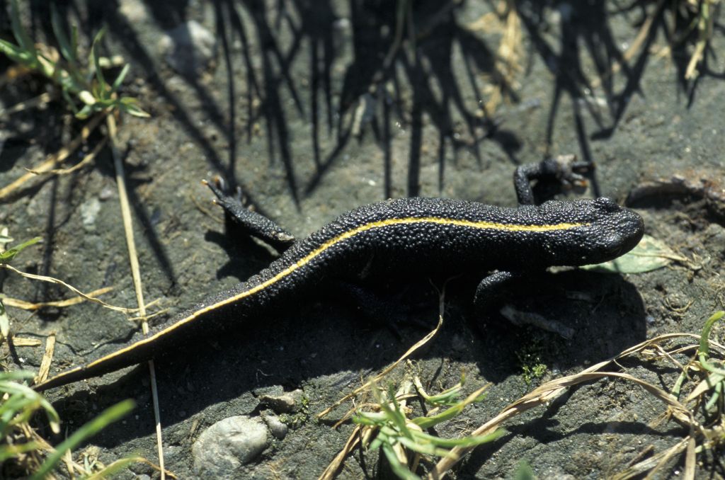 Triturus carnifex - (Laurenti, 1768)