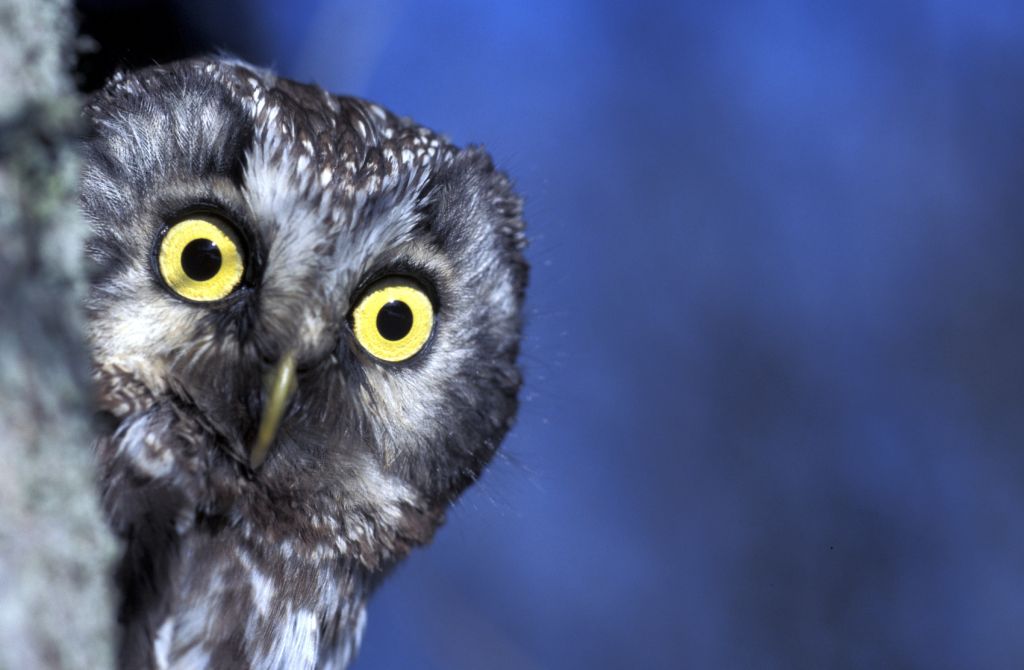 Tengmalm's Owl - Aegolius funereus - (Linnaeus, 1758)