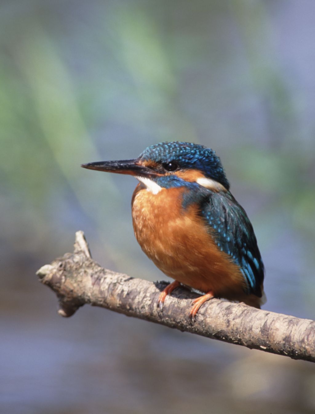Kingfisher - Alcedo atthis - (Linnaeus, 1758)