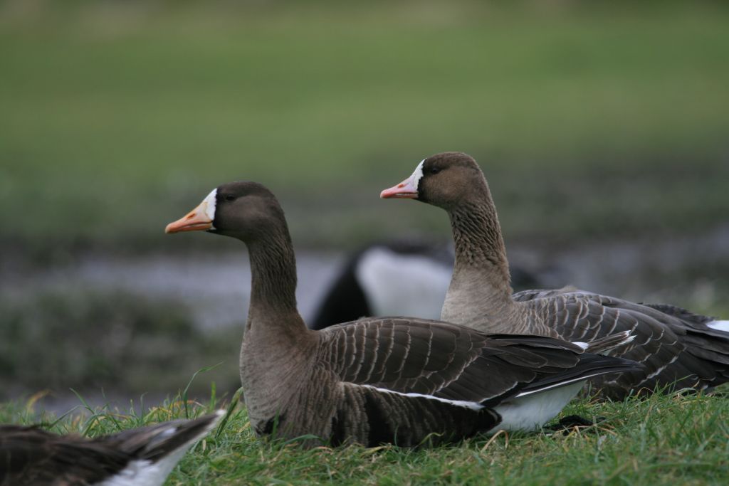 White-fronted Goose - Anser albifrons - (Scopoli, 1769)