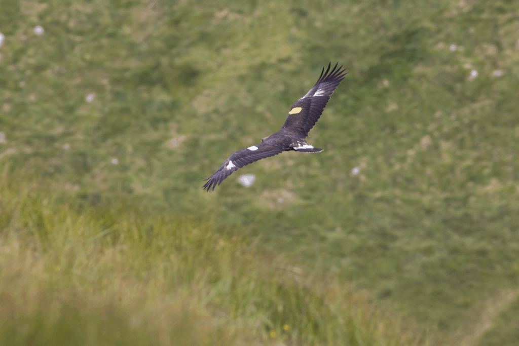 Golden Eagle - Aquila chrysaetos - (Linnaeus, 1758)