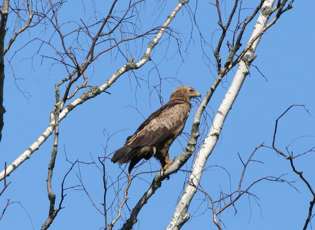 Lesser Spotted Eagle - Aquila pomarina - Brehm, 1831
