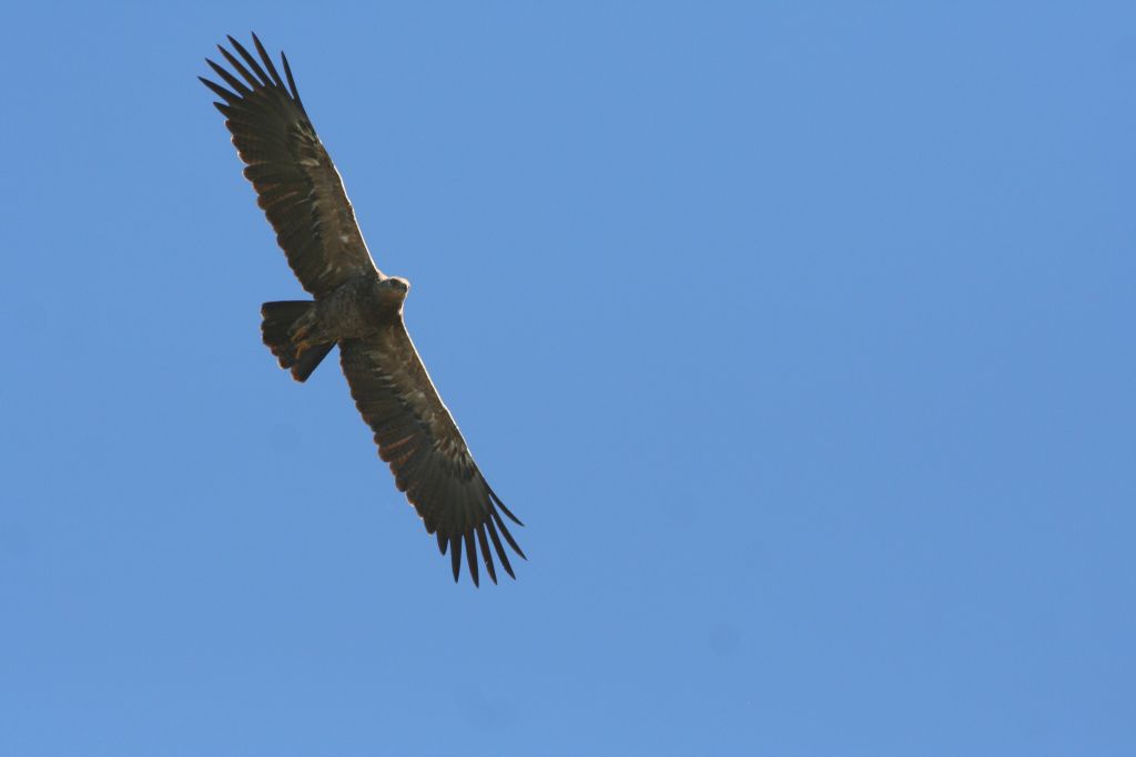 Lesser Spotted Eagle - Aquila pomarina - Brehm, 1831