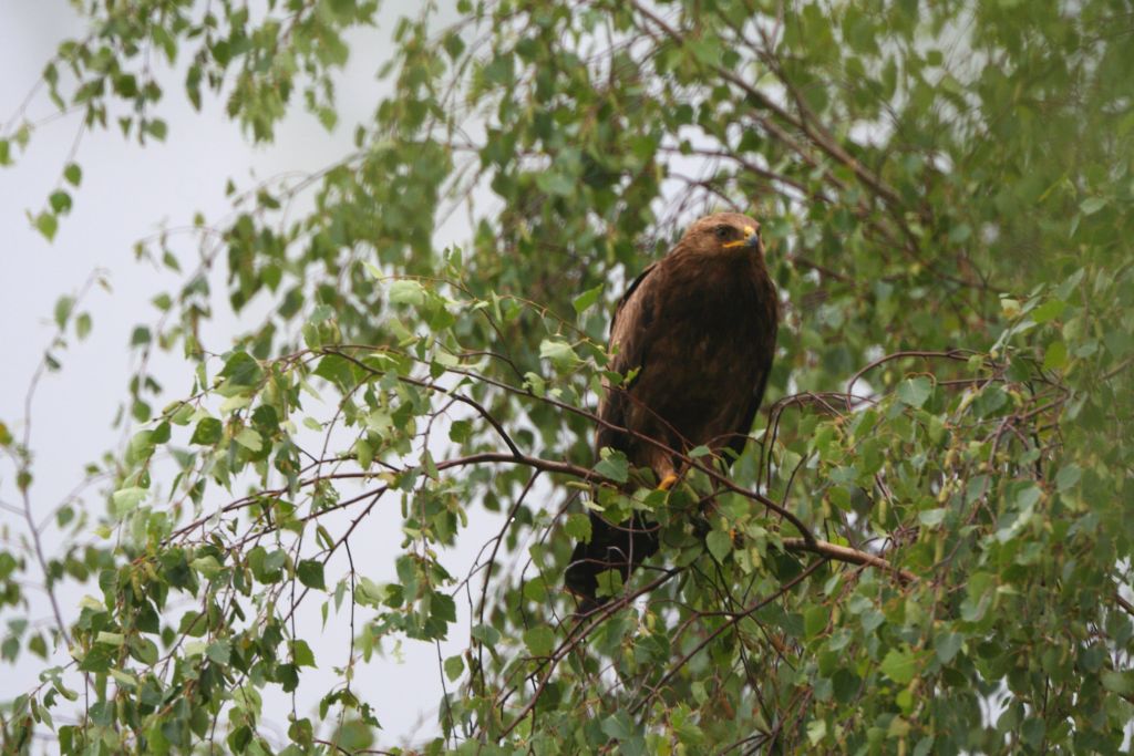 Lesser Spotted Eagle - Aquila pomarina - Brehm, 1831