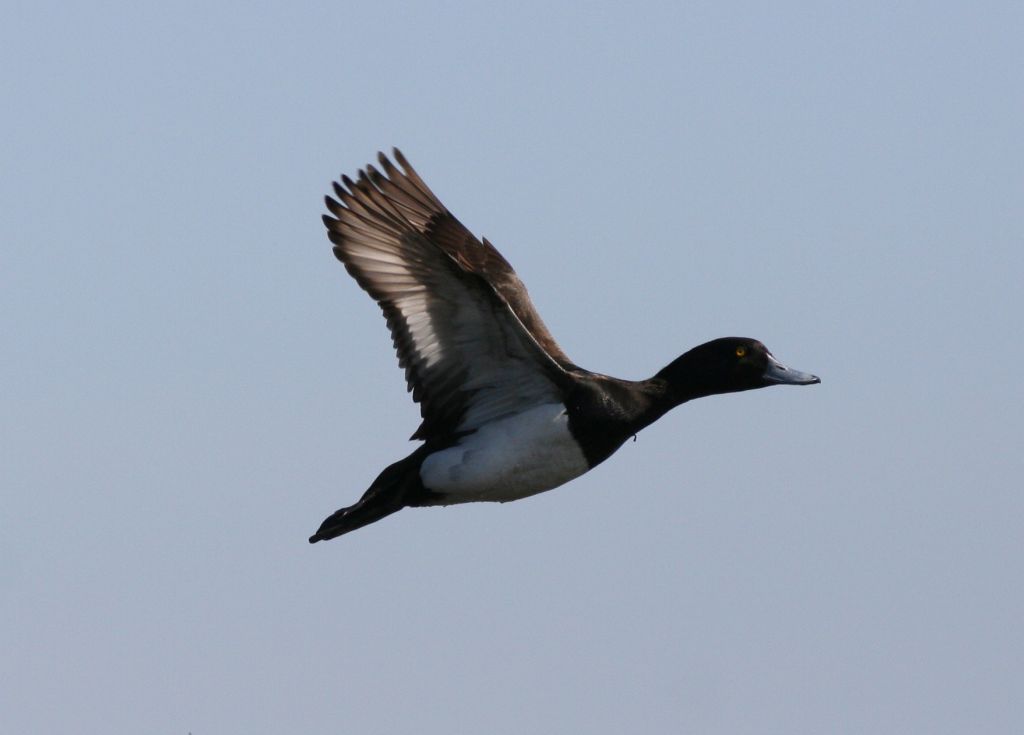 Tufted Duck - Aythya fuligula - (Linnaeus, 1758)