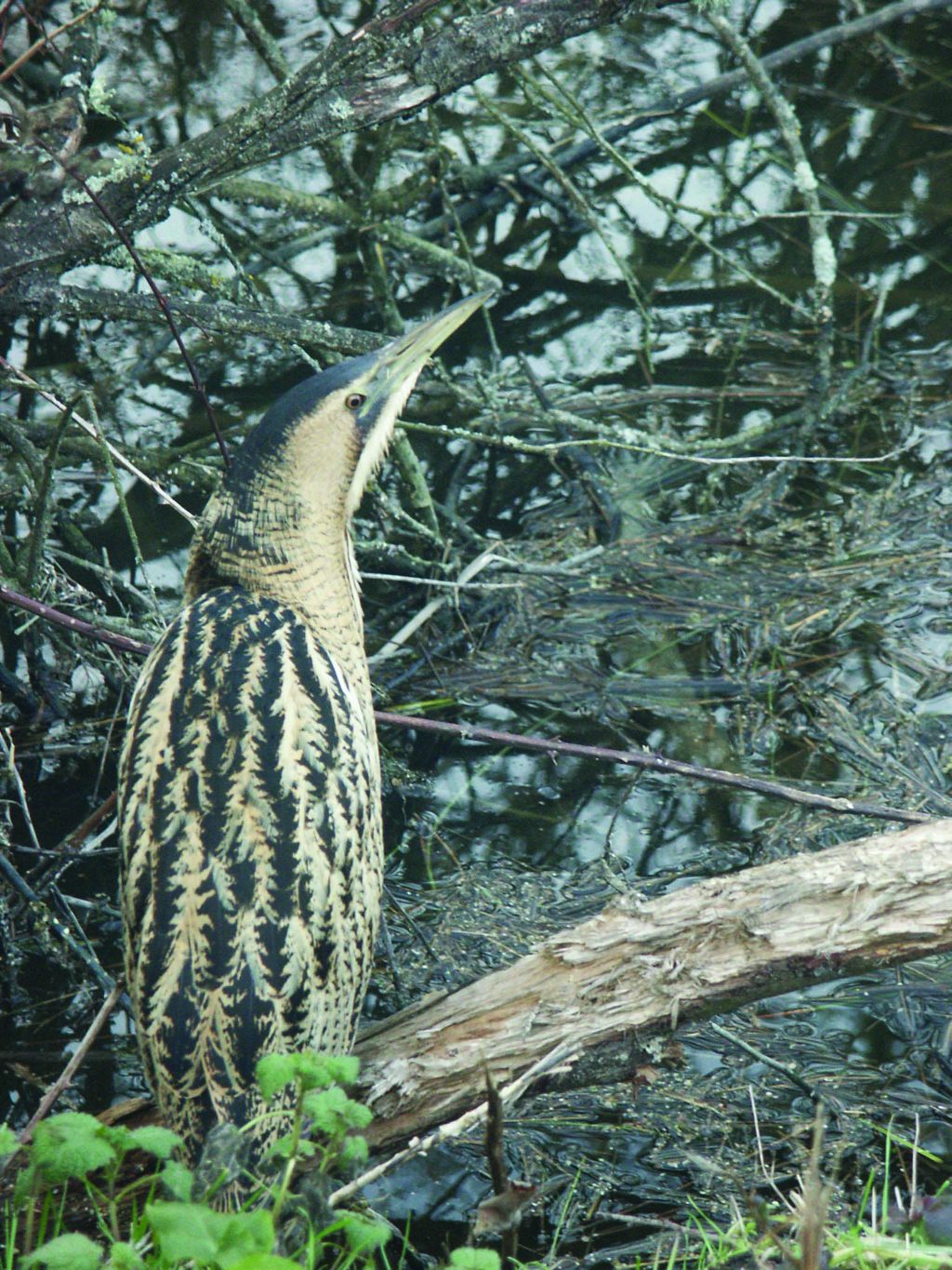 Bittern - Botaurus stellaris - (Linnaeus, 1758)