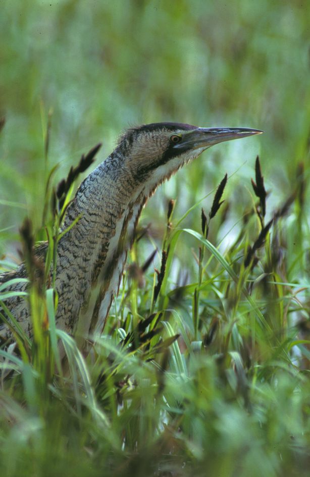 Bittern - Botaurus stellaris - (Linnaeus, 1758)
