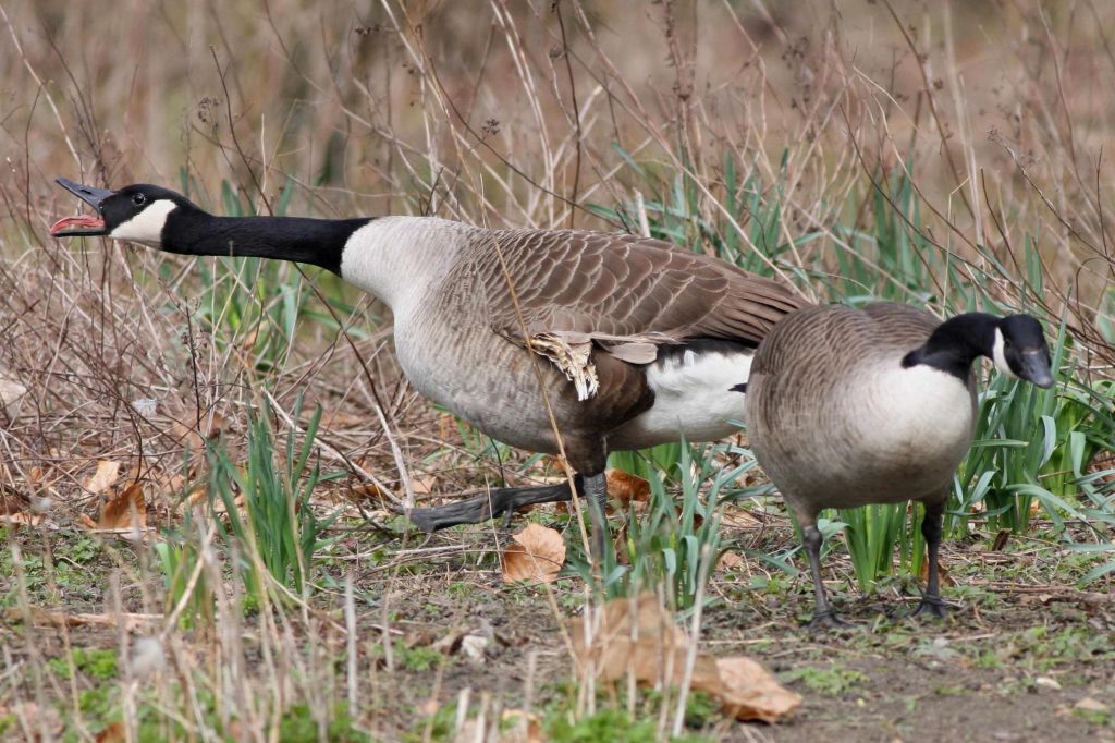 Canada Goose - Branta canadensis - (Linnaeus, 1758)