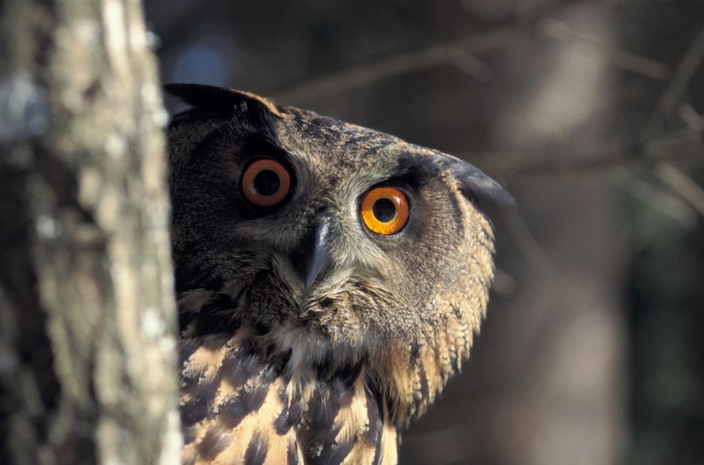 Eagle Owl - Bubo bubo - (Linnaeus, 1758)