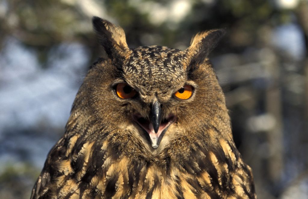 Eagle Owl - Bubo bubo - (Linnaeus, 1758)
