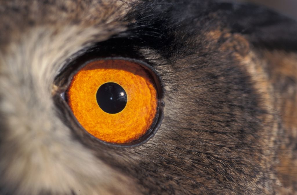 Eagle Owl - Bubo bubo - (Linnaeus, 1758)