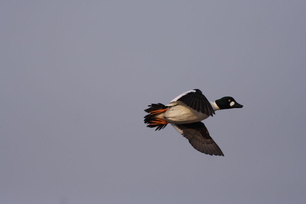 Goldeneye - Bucephala clangula - (Linnaeus, 1758)
