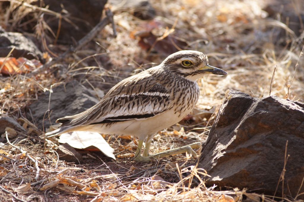 Stone Curlew - Burhinus oedicnemus - (Linnaeus, 1758)