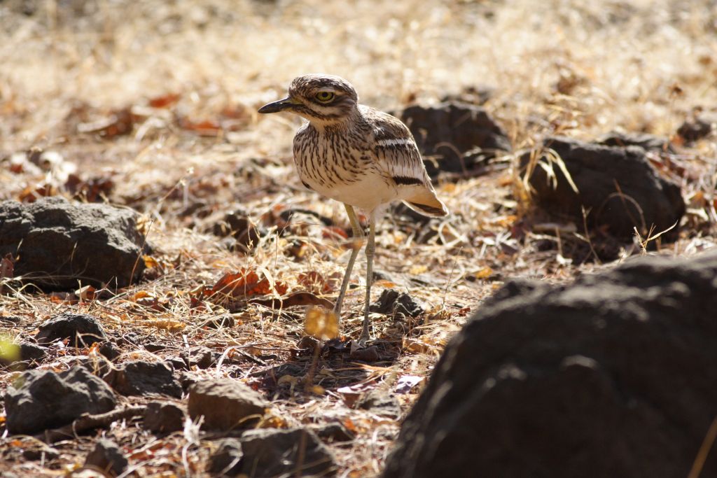 Stone Curlew - Burhinus oedicnemus - (Linnaeus, 1758)