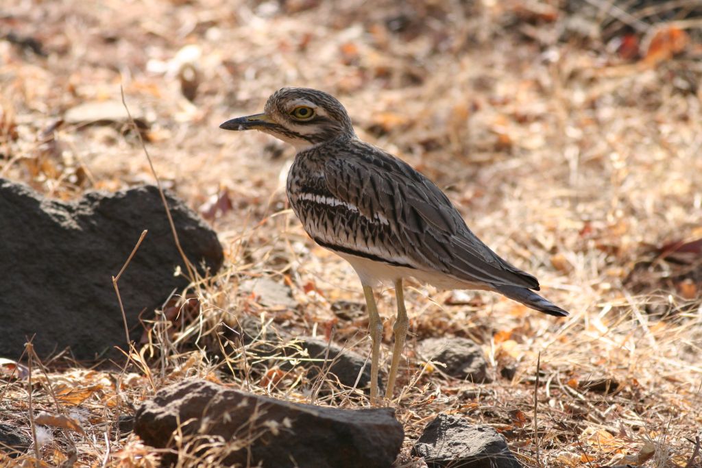 Stone Curlew - Burhinus oedicnemus - (Linnaeus, 1758)