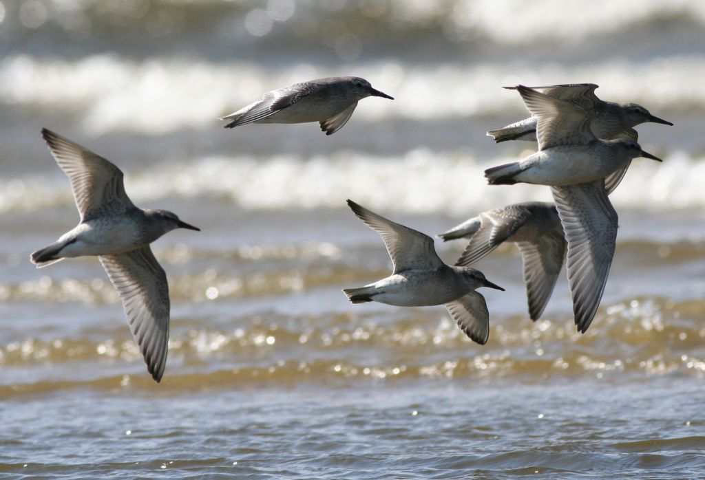 Knot - Calidris canutus - (Linnaeus, 1758)