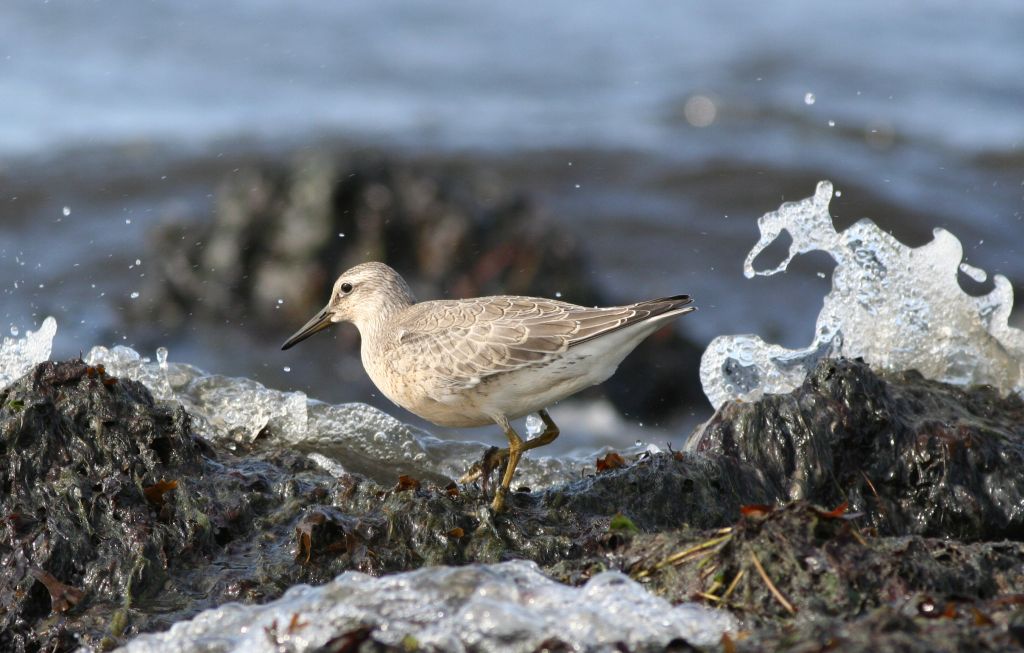 Knot - Calidris canutus - (Linnaeus, 1758)