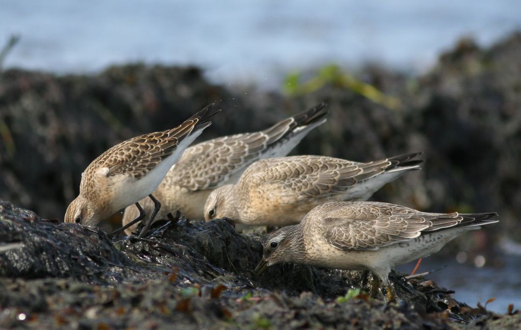 Knot - Calidris canutus - (Linnaeus, 1758)