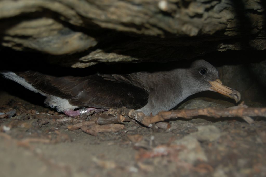 Cory's Shearwater - Calonectris diomedea - (Scopoli, 1769)