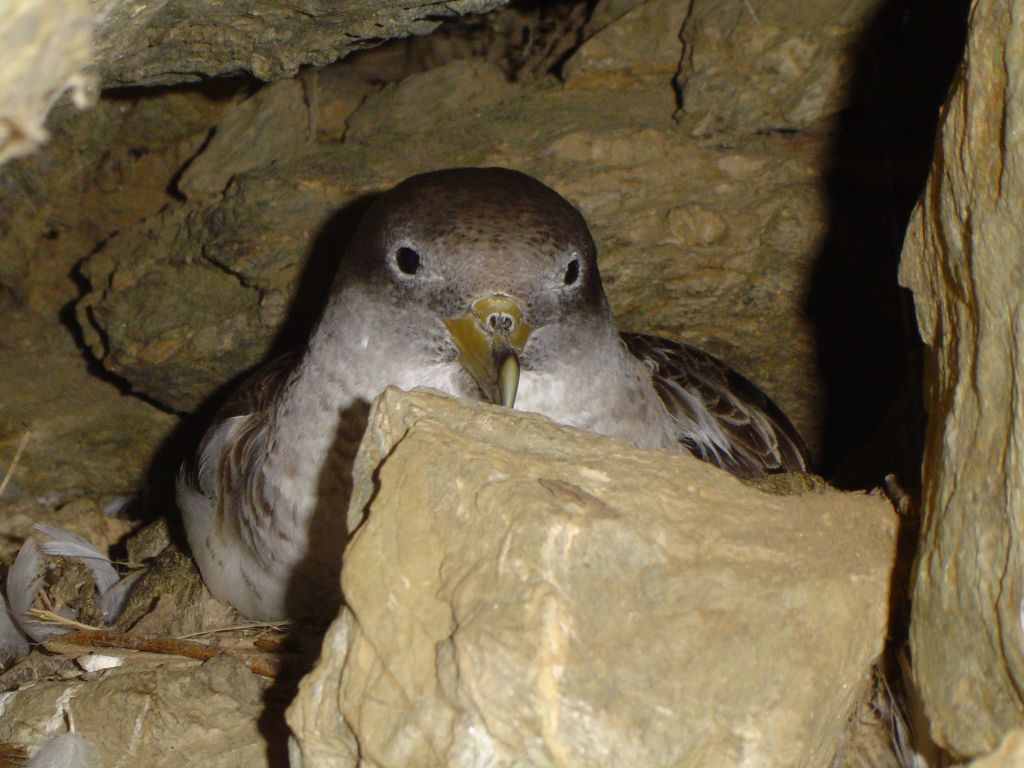 Cory's Shearwater - Calonectris diomedea - (Scopoli, 1769)
