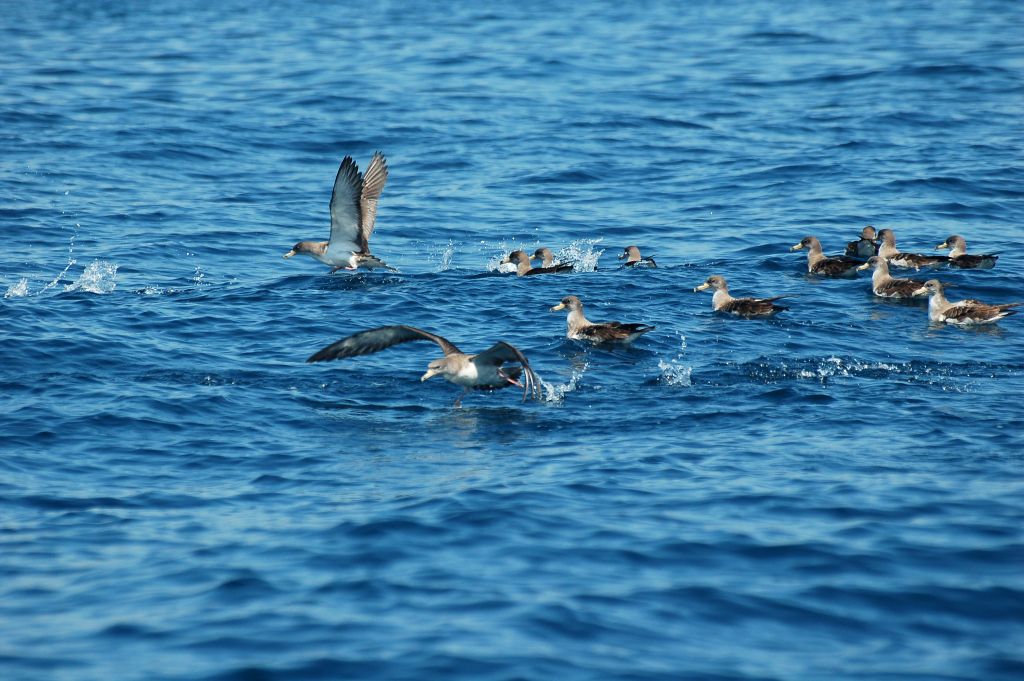 Cory's Shearwater - Calonectris diomedea - (Scopoli, 1769)