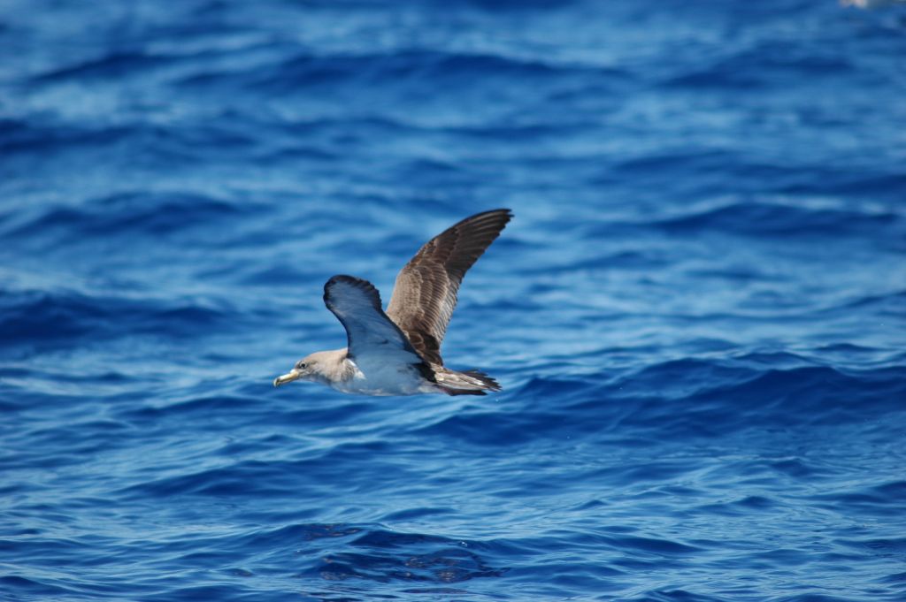 Cory's Shearwater - Calonectris diomedea - (Scopoli, 1769)