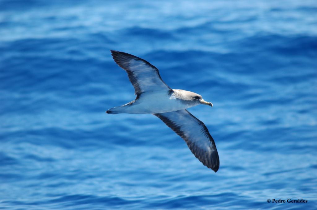 Cory's Shearwater - Calonectris diomedea - (Scopoli, 1769)