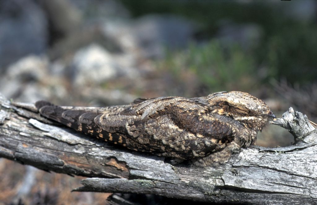 Nightjar - Caprimulgus europaeus - Linnaeus, 1758