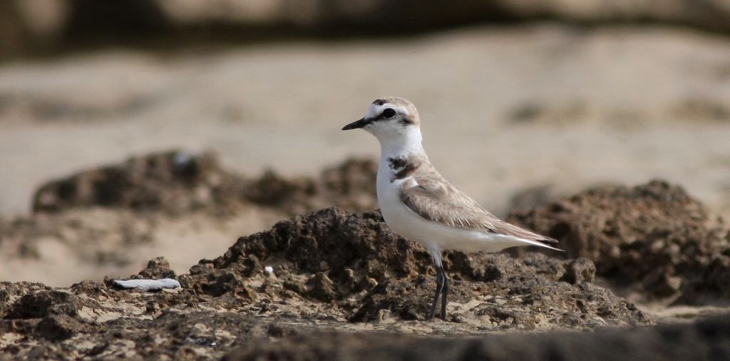 Kentish Plover - Charadrius alexandrinus - Linnaeus, 1758