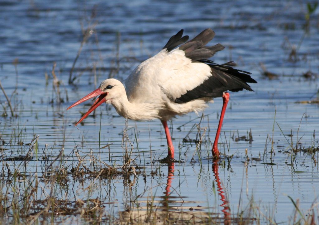 White Stork - Ciconia ciconia - (Linnaeus, 1758)