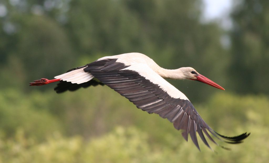 White Stork - Ciconia ciconia - (Linnaeus, 1758)