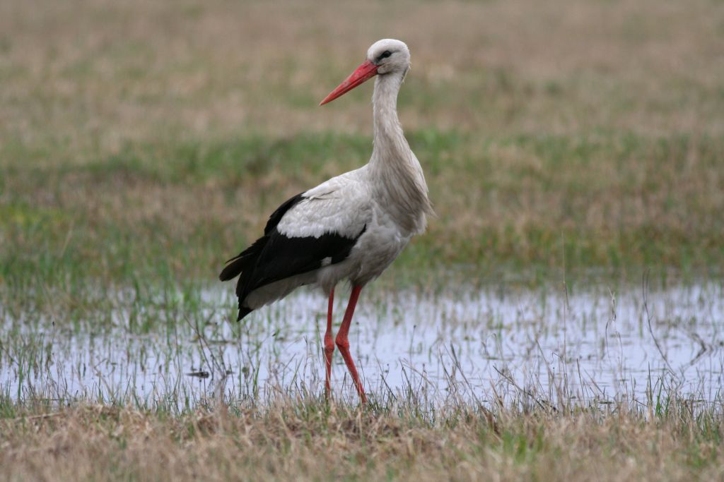 White Stork - Ciconia ciconia - (Linnaeus, 1758)