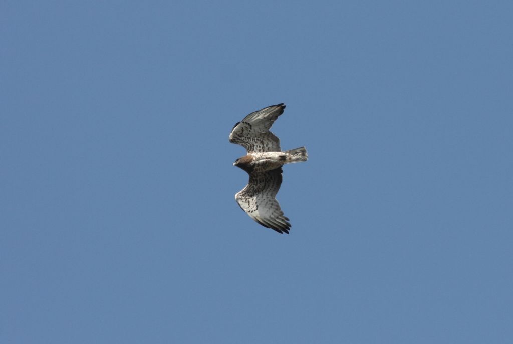Short-toed Eagle - Circaetus gallicus - (Gmelin, 1788)