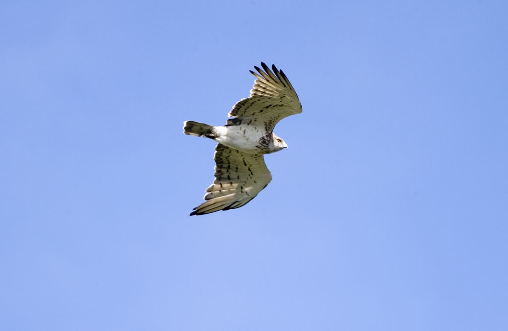 Short-toed Eagle - Circaetus gallicus - (Gmelin, 1788)