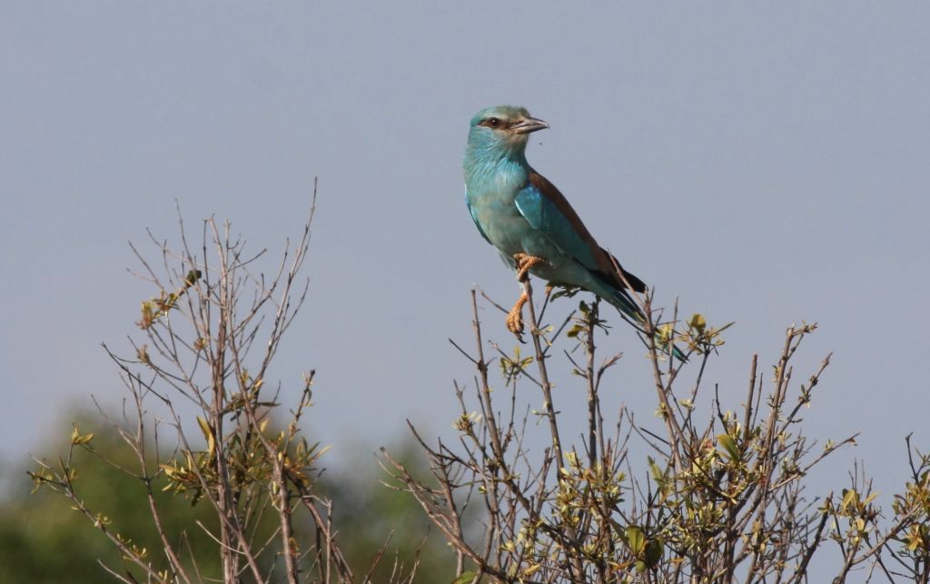 Roller - Coracias garrulus - Linnaeus, 1758