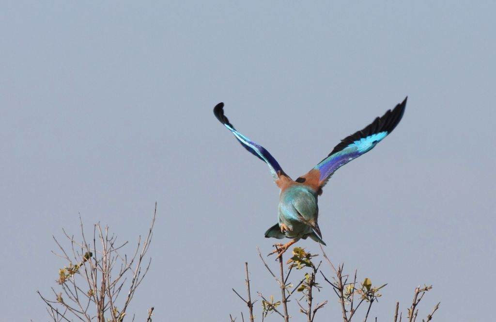Roller - Coracias garrulus - Linnaeus, 1758