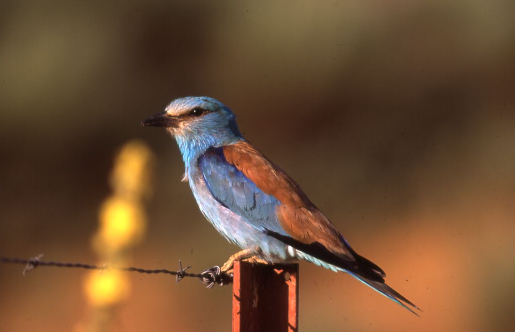 Roller - Coracias garrulus - Linnaeus, 1758